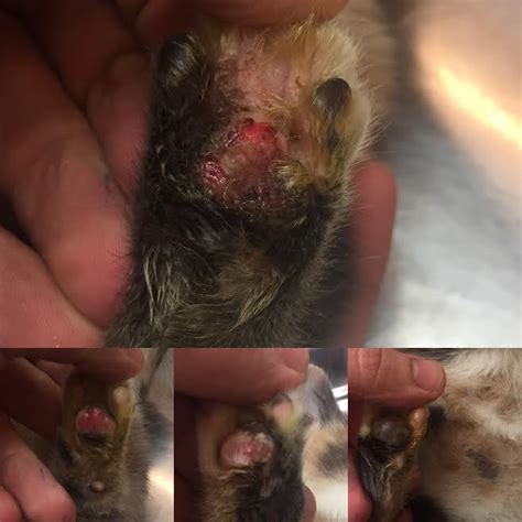 Feline Plasma Cell Pododermatitis Vets On The Balkans An Online Journal For Veterinarians