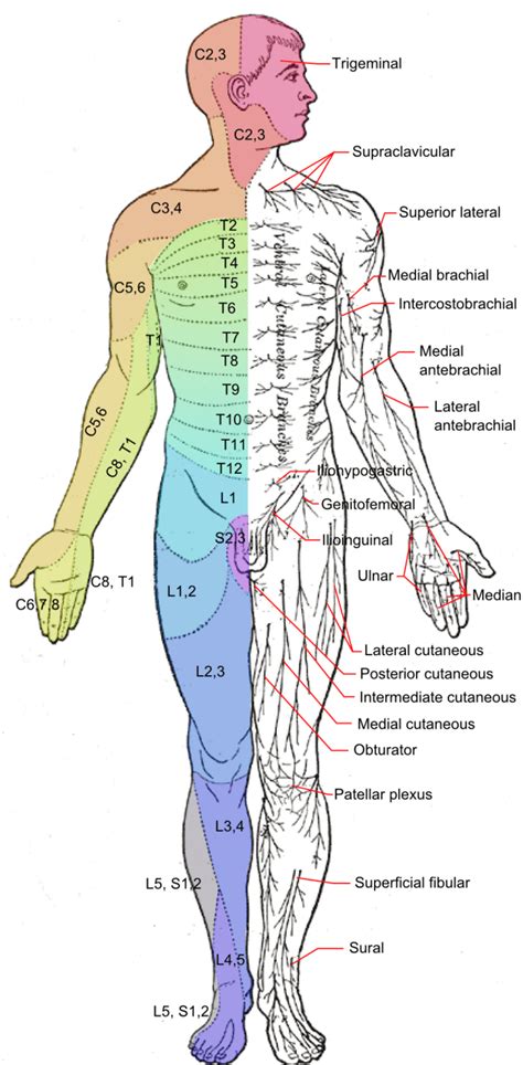 Spinal Nerve Dermatome Distribution Dermatomes Chart And Map
