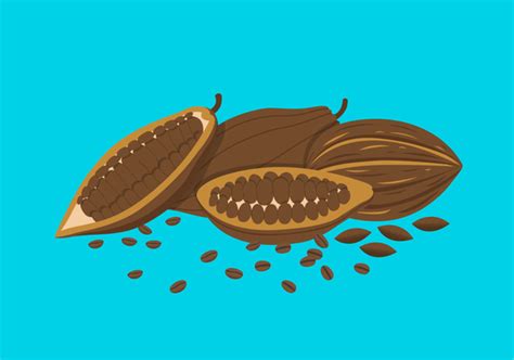 Cocoa Beans Vector Download Free Vector Art Stock Graphics Images