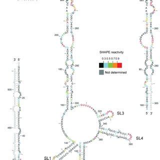Shape Analysis Of The Fiv Packaging Signal Rna In Vitro Transcribed