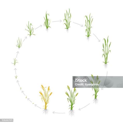 호 밀 곡물의 순환 수명 주기 호 밀 공장의 성장 단계 시리얼은 단계를 증가 시킵니다 벡터 일러스트입니다 숙성 기간 밀에 대한 스톡 벡터 아트 및 기타 이미지 Istock