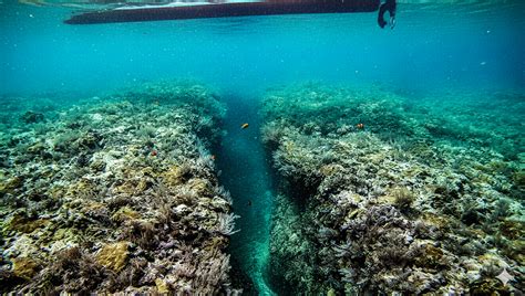 Colossal Squid Filmed Alive On Camera For First Time Ever Oceanographic