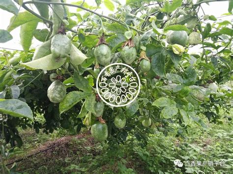 百香果病毒病绝非浪得虚名小心全园感染变次果防治措施来了 种植