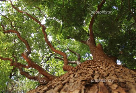 公園の大木 写真素材 5429744 フォトライブラリー Photolibrary