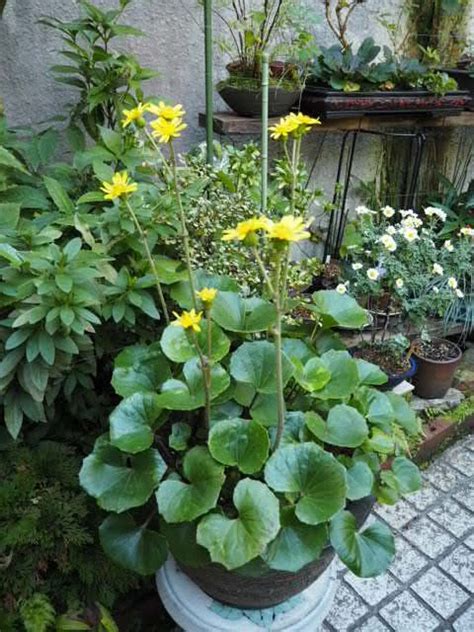 鉢植えツワブキ満開です 山野草還風庵JUNのブログ