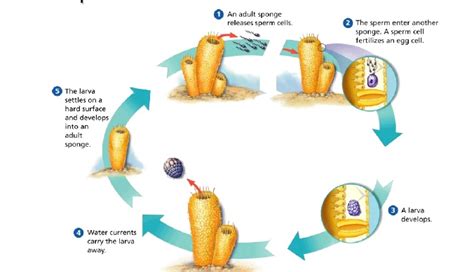 Ocean Bizarre Sea Sponges Cape Radd