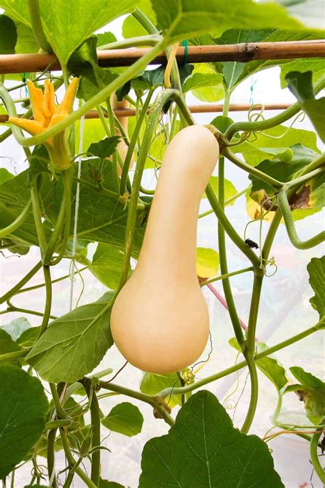 7 Tips For Growing Vining Vegetables Gardeners Path