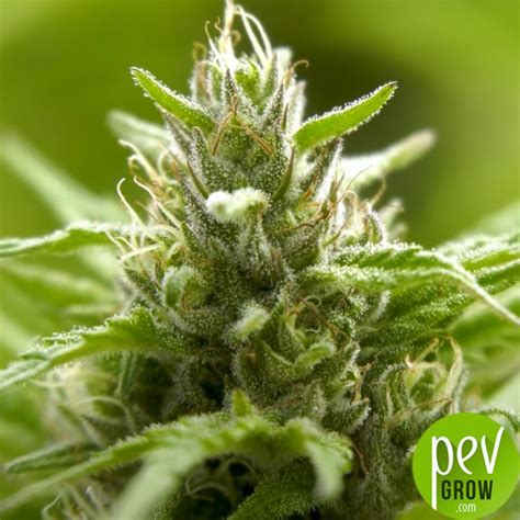 Seriosa Buy Serious Seeds Feminized Seeds At Pevgrow