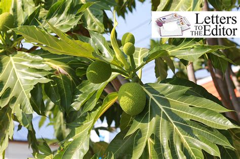 Breadfruit Tree
