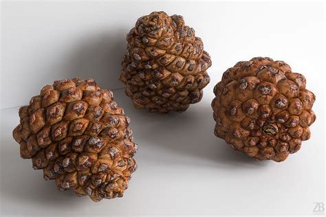Pinecone 3d Model Cgtrader