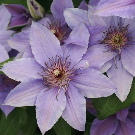Overdevest Nurseries Lp Clematis Parisienne™