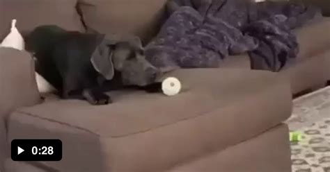 Fetch Lazy Boy Edition 9GAG