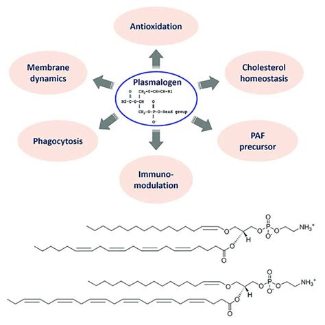 Top Panel General Chemical Structure And Multiple Biological