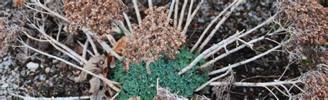 Care For Sedum During Winter Melinda Myers