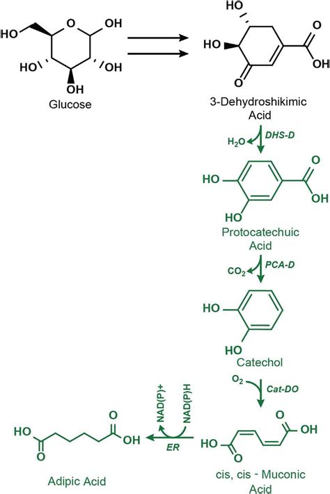 The Proposed Pathway For Adipic Acid Biosynthesis From Glucose In S