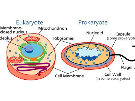 Eukaryotic Cell And Prokaryotic Cell Diagram