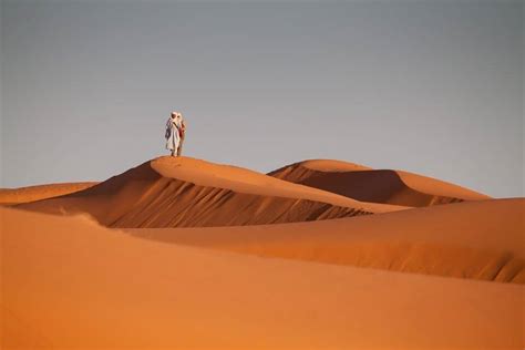Camels Can Survive For Weeks Without Water But Its Not Just Stored In