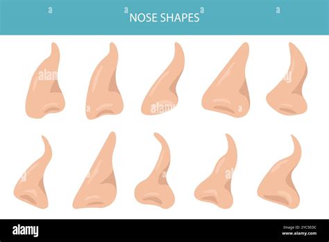 Shapes Of Nose Anatomy Nasal Diseases Medical Infographic Design