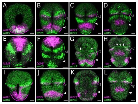 Whole Mount Double Fluorescent In Situ Hybridization Of Terebratalia