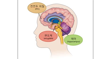 학습과학 새 연재 13 교실수업의 위기 극복 학습을 담당하는 뇌의 핵심 3기관에 달렸다 교육을바꾸는사람들