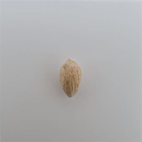 Seed Detection Object Detection Dataset By Olivar