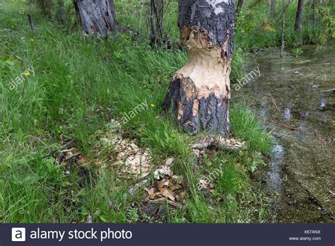Tree Chewed Beaver High Resolution Stock Photography And Images Alamy