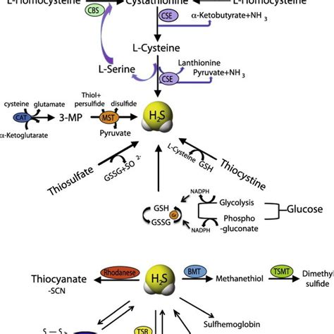 Enzymatic And Non Enzymatic Synthesis Of H2s And Its Metabolism