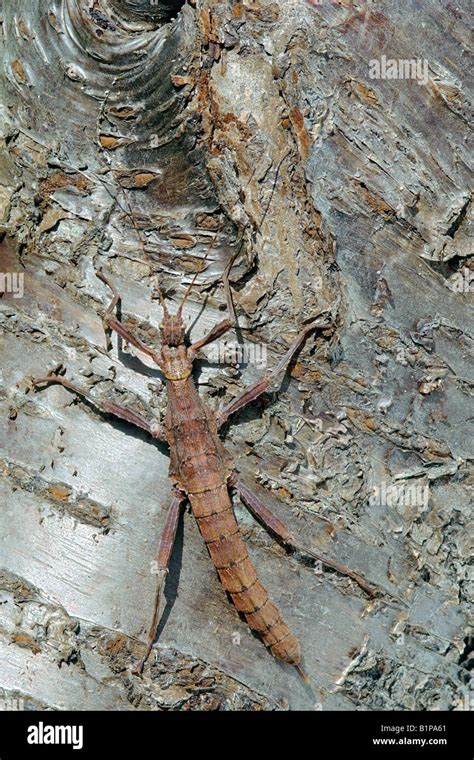 FEMALE On Tree Bark SPINY STICK INSECT Camouflage And Unconscious Mimicry Originating From