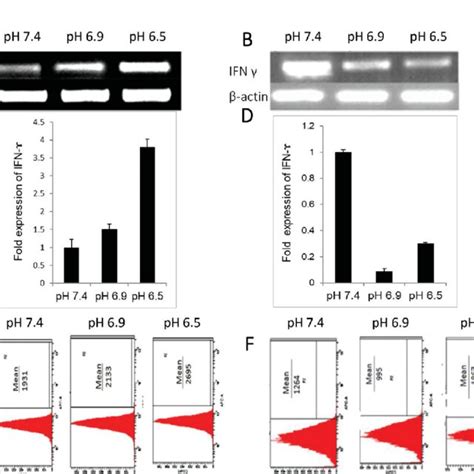 Altered Relative Expression Of Ifn γ In Jurkat Cells And Thp 1 Cells Download Scientific