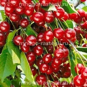 Купить саженцы в Москве в питомнике, цена низкая чем у других интернет ...