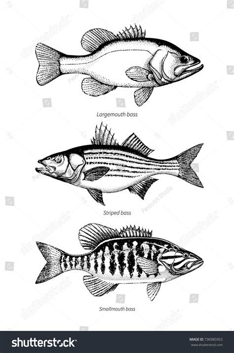Largemouth Smallmouth Striped Bass Set Hand Stock Vector Royalty Free