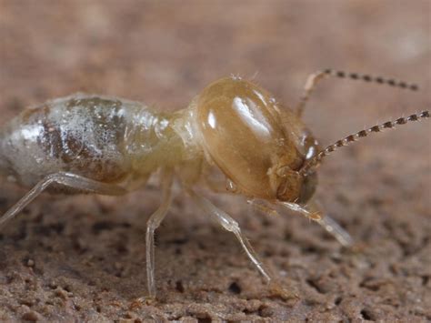 Best Pest Control Services In Gurgaon Termite Treatment Gurgaon