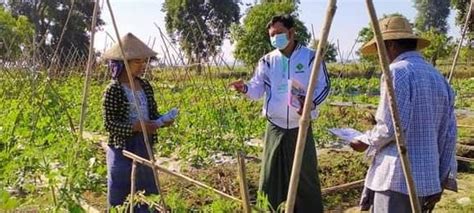 စစ်ကိုင်းမြို့နယ်အတွင်း မိုးသီးနှံ၊ ဆောင်းသီးနှံ စိုက်ပျိုးတောင်သူများသို့ အစားအစာဘေးအန္တရာယ် ကင