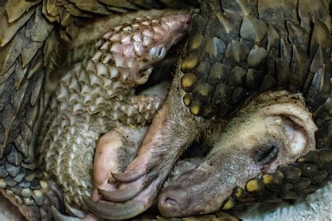 Pangolin Baby