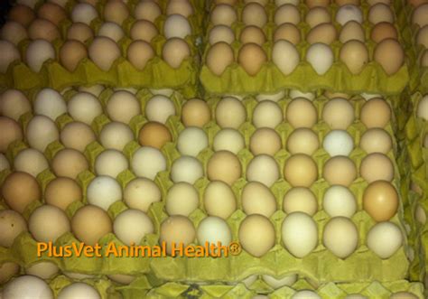 Practical Case Ameliorate Eggshell Defects In Only 5 Days Plusvet