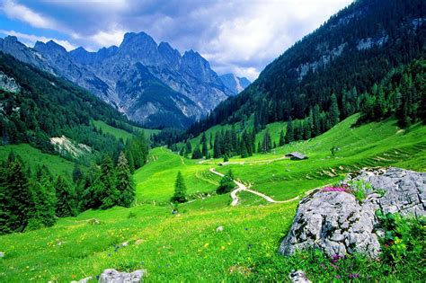 Greenery Wallpapers Wallpaper Cave