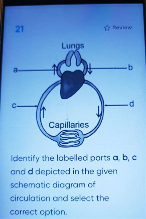 21 I Review Identify The Labelled Parts A B C And Depicted In The Given