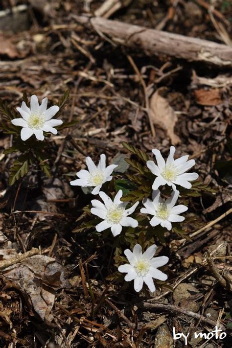 キクザキイチゲ色の違い 野山の花たち