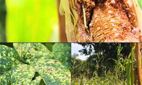 Climate Driven Crop Failures Pest Infestations Plague Farmers In