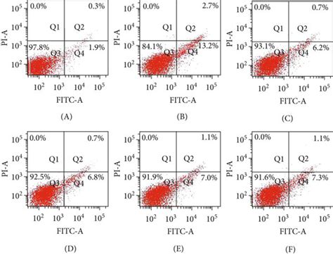 Cell Apoptosis Detected By Flow Cytometry After The Damaged Hk 2 Cells