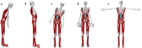 Human Postures A Flexion B Extension C Lateral Bending D Weight Download Scientific Diagram