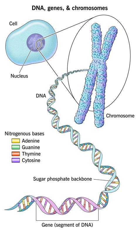 6 Key Differences Between DNA And Genes CBSE Class Notes Online Classnotes123