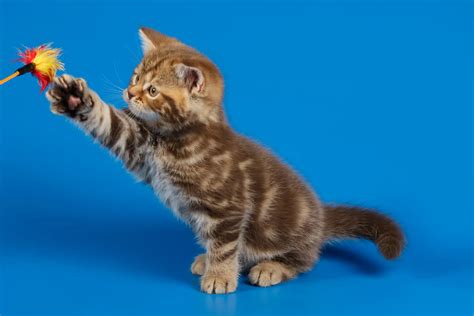 Guía para Elegir Juguetes Seguros y Duraderos para tu Gatito