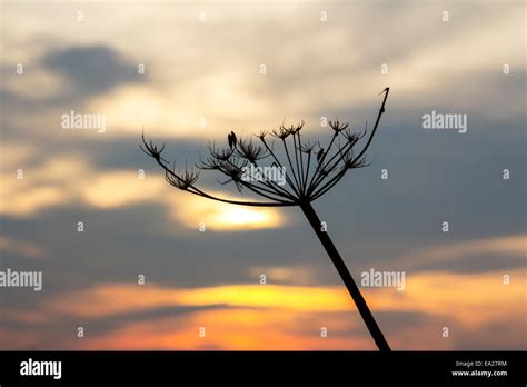 Cow Parsley Seed Head With Sunrise Behind Cornwall UK Stock Photo Alamy