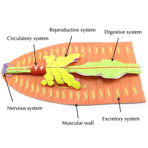 Earthworm Dissection Origami Organelles