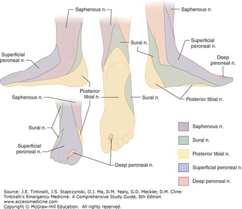Leg And Foot Lacerations Anesthesia Key