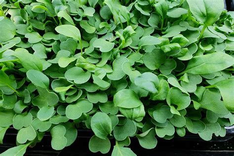 Restaurant Container Farms Pure Greens Container Farms