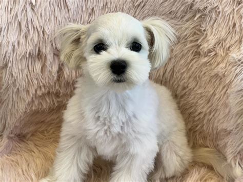 말티즈 별 샴입양 셀커크렉스입양 스코티쉬폴드입양 스핑크스입양 아메리칸숏헤어입양 아비시니안입양 터키시앙고라입양 페르시안입양 애완견입양 반려견입양 털빠짐없는소형견종류