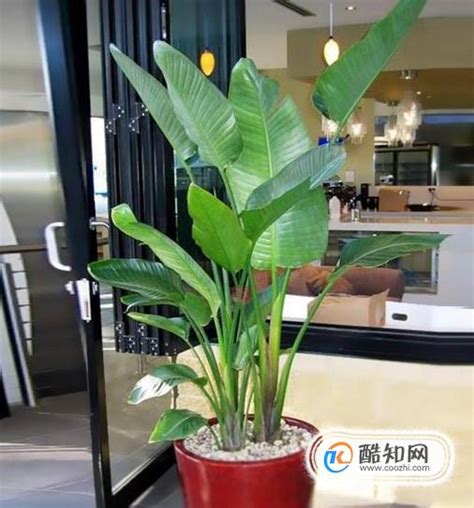 天堂鸟植物怎么养 酷知经验网