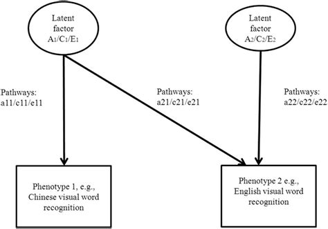 A Graphical Presentation Of The Bivariate Twin Analysis By The Cholesky Download Scientific
